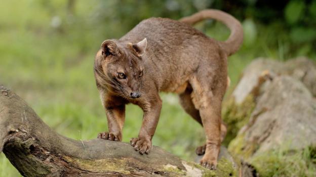 A rare fossa has arrived at Chester Zoo - BBC Newsround