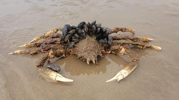 Cromer Crab industries hit by bad weather and cost-of-living - BBC News