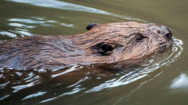 Six beaver families to be released near River Beauly in the Highlands ...