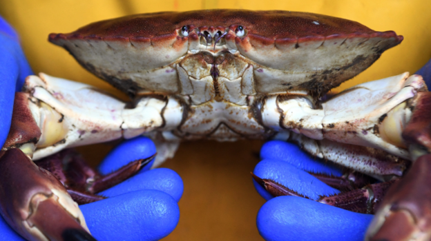 Cromer Crab industries hit by bad weather and cost-of-living - BBC News