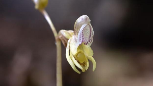 Super rare ghost orchid rediscovered in UK - BBC Newsround