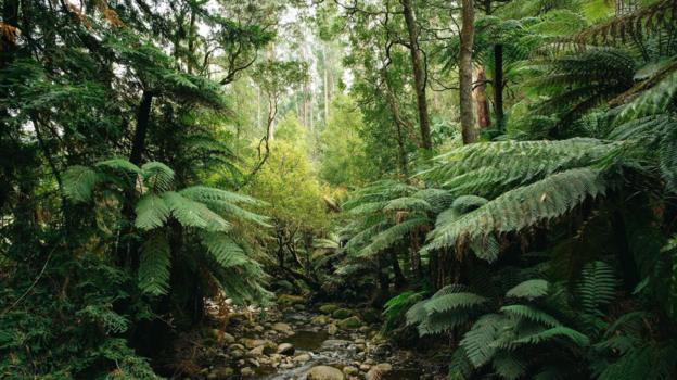 Only a quarter of world's rainforest is in good condition - BBC Newsround
