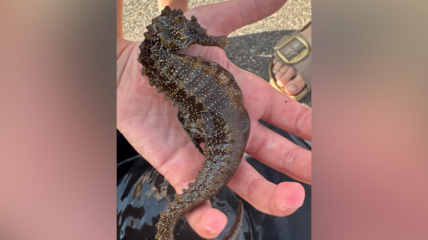 Seahorse find in Poole was one of biggest ever recorded - expert - BBC News