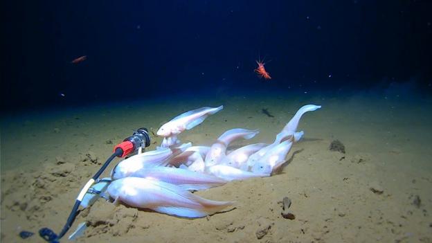 Woman breaks world record in deepest dive by all-female-crew - BBC News
