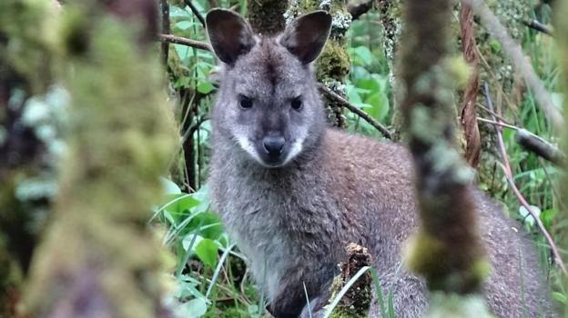 Isle of Man marshlands 'almost perfect wallaby habitat' - BBC News