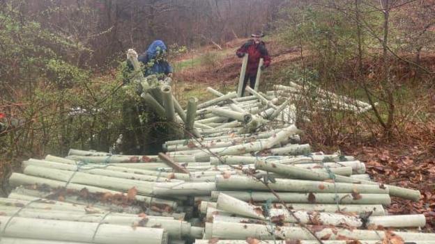 Lake District charity collects thousands of plastic tree tubes - BBC News