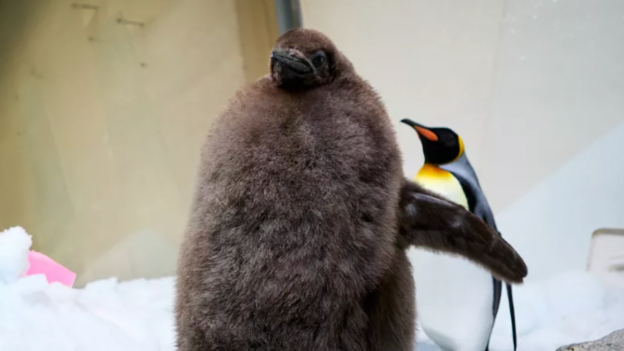 Pesto: Fledging penguin losses furry look! - BBC Newsround