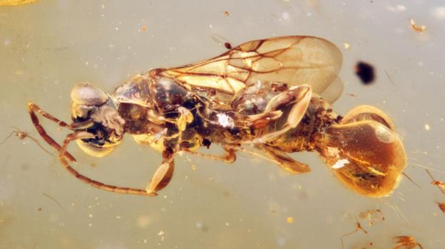 Check out this ancient wasp with a flytrap for a bottom - BBC Newsround