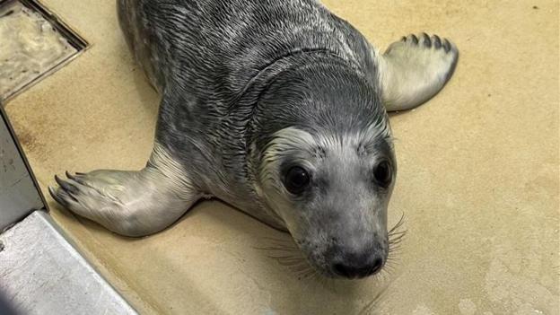 Why are more seals being rescued? - BBC Newsround