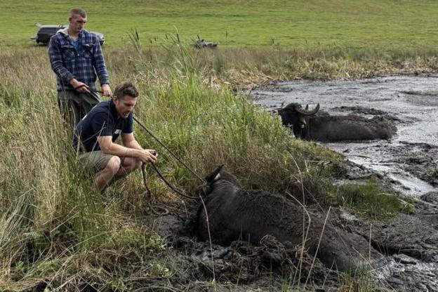 Fife farmer devastated after pregnant water buffalo drown in mud - BBC News