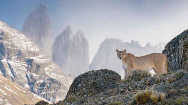 Wildlife Photographer of the Year People’s Choice Award 2024 - BBC ...