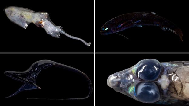Never-before-seen sea creatures discovered in Caribbean - BBC Newsround