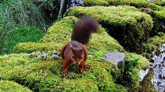 Yorkshire Dales endangered red squirrel colony is thriving - experts ...