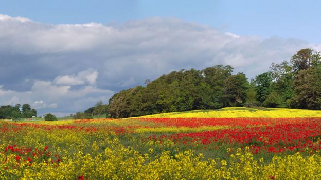 Your Pictures of Scotland: 10 - 17 June - BBC News