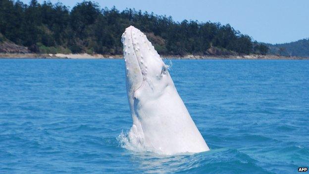 Very rare white humpback whale spotted in Australia - BBC Newsround