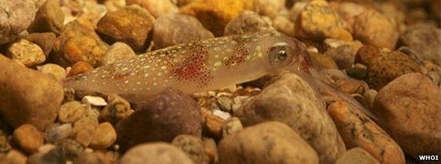 Eavesdropping on the squid world - BBC News