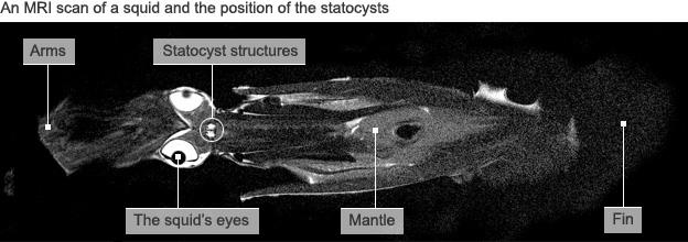 Eavesdropping on the squid world - BBC News