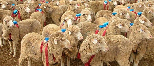 GPS sheep tracking supports 40-year-old theory - BBC News