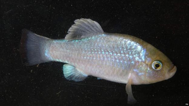 Pictures: UK zoos save species from extinction - BBC Newsround