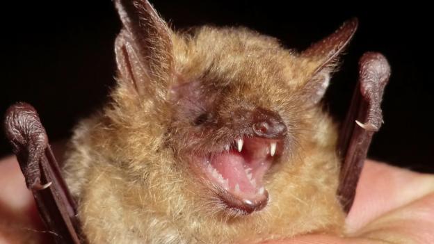 Rare tiny bat discovered in caves in Wiltshire - BBC News