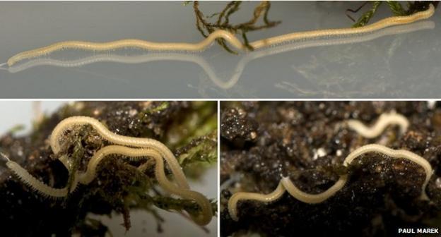 World's leggiest millipede put under microscope - BBC News