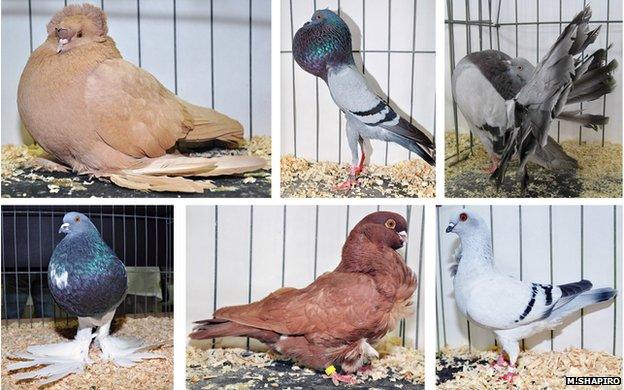 Pigeon DNA gives up fancy secrets - BBC News
