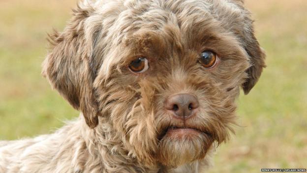Pictures: Tonik - the dog with a human face - BBC Newsround