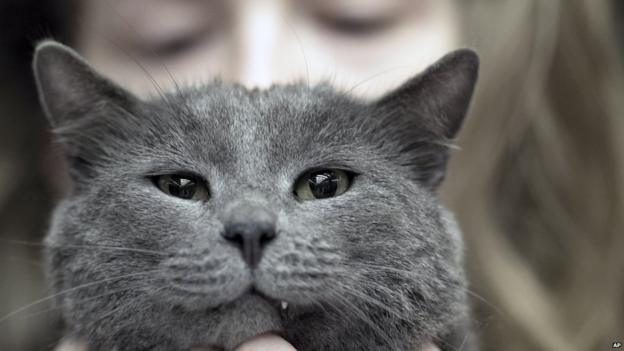 International cat beauty contest held in Romania - BBC Newsround
