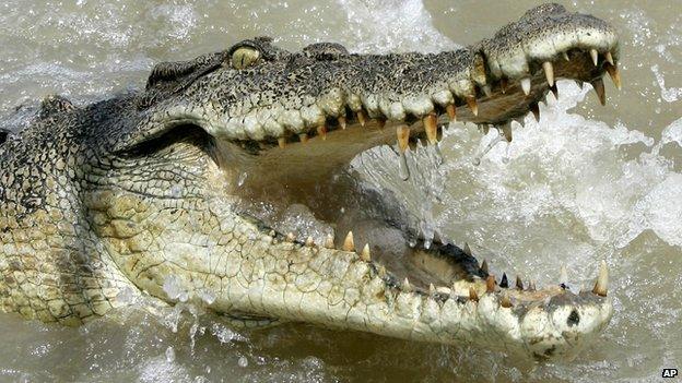 Man survives crocodile attack in Australia - BBC Newsround