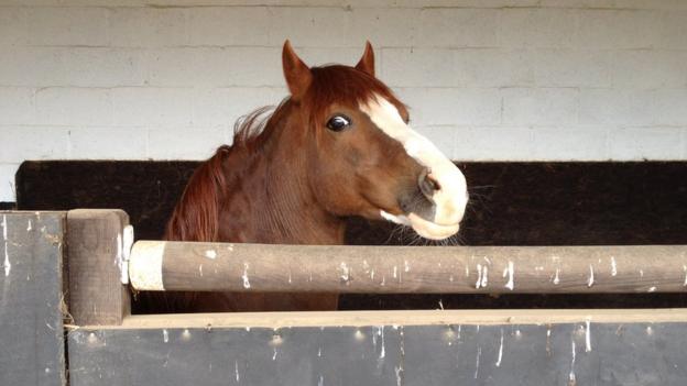 Newmarket: Photos of the gallops, racecourse and stud - BBC Sport