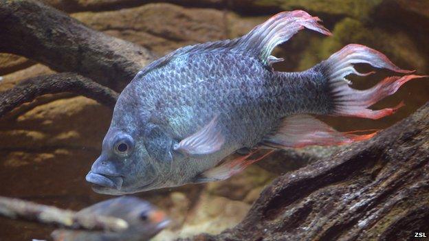 Zoo seeks mate for last surviving 'gorgeously ugly' fish - BBC News