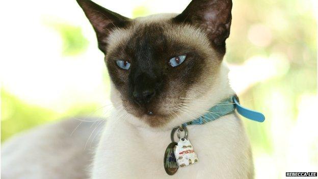 Secret life of the cat: Your feline tales - BBC News