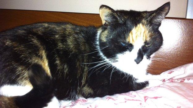 Secret life of the cat: Your feline tales - BBC News