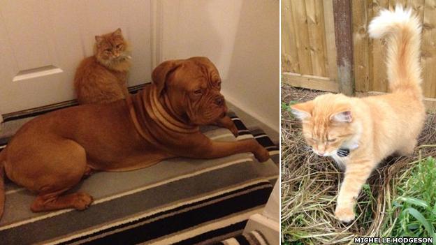 Secret life of the cat: Your feline tales - BBC News