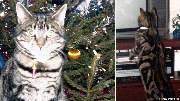 Secret life of the cat: Your feline tales - BBC News