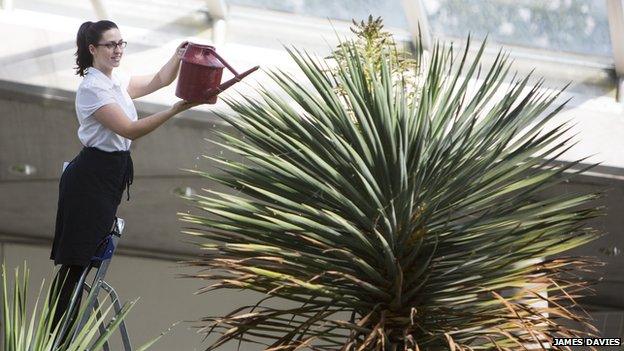 National Botanic Garden dragon tree flowers after 25 years - BBC News