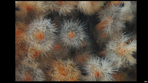 In pictures: Scotland's marine wildlife - BBC News