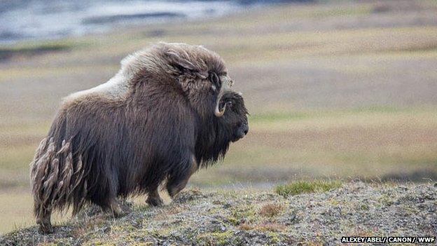 Russia's Arctic: Taimyr Peninsula - BBC News