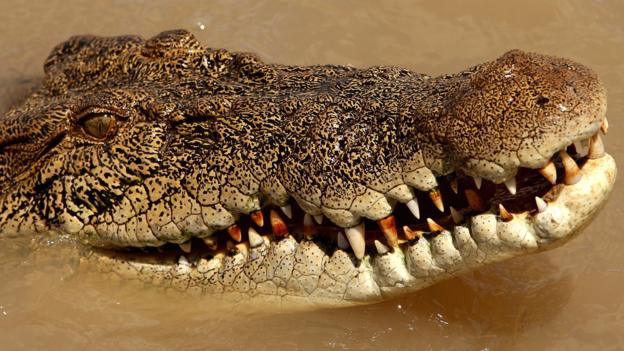 Crocodile cannibal caught on camera in 'horrifying' attack - BBC News