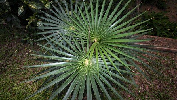 One woman's mission to save Nigeria's palms - BBC News