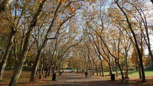Growth of city trees can cut air pollution, says report - BBC News