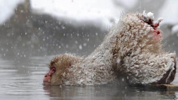 Japanese macaques take a warm bath - BBC Newsround