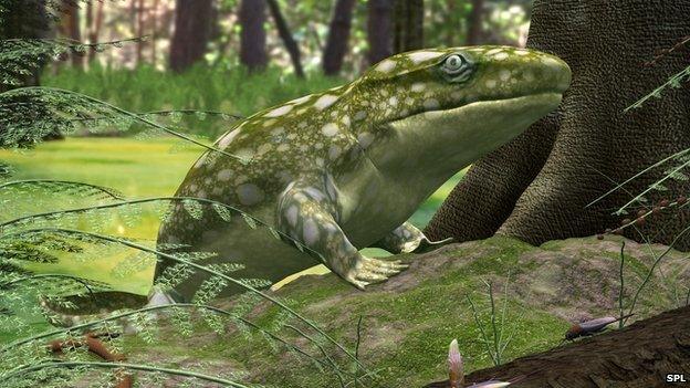 Genetic clue to how limbs evolved from fins - BBC News