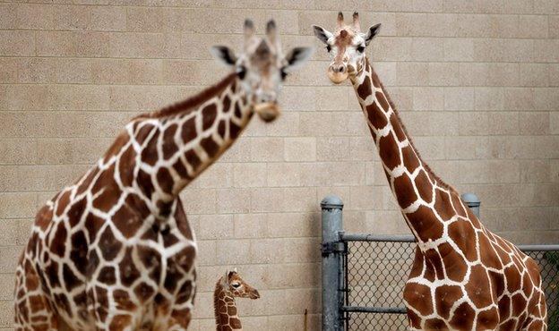 The bony secrets behind marvels of animal world - BBC News