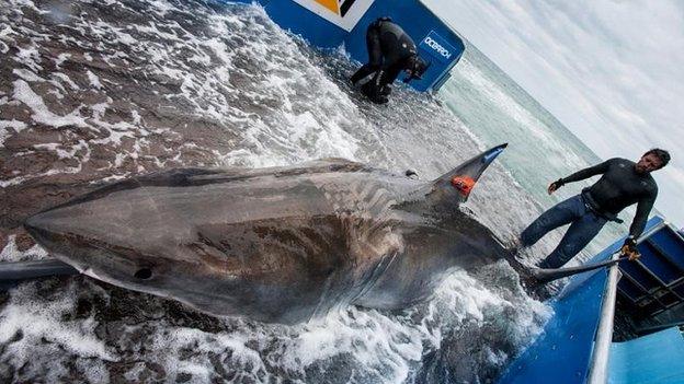 Great white shark's epic ocean trek - BBC News