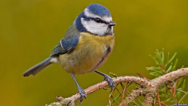 In pictures: Top British garden birds revealed - BBC Newsround