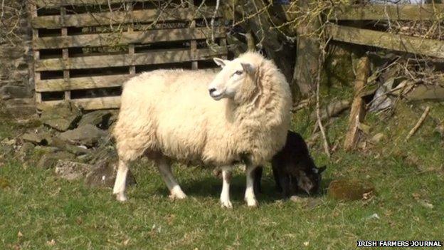 Geep: Rare 'goat-sheep' born on Irish farm - BBC News