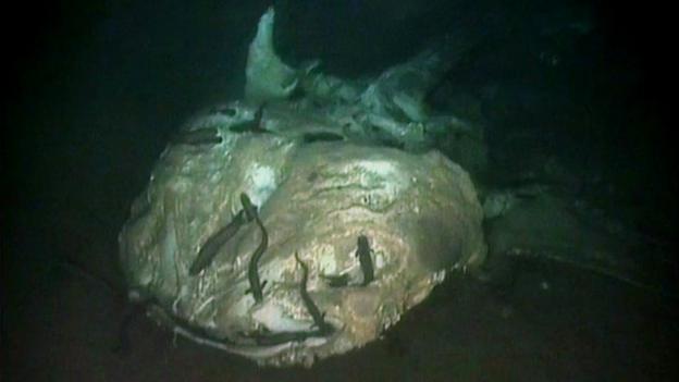 Zombie worms ate plesiosaur bones - BBC News