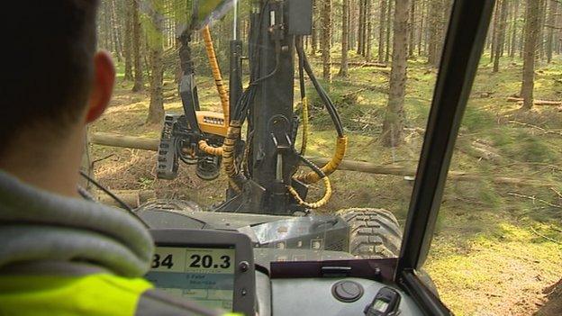 Scotland's timber industry warns of forest slump - BBC News