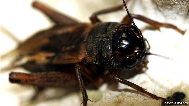 Crickets in two places fall silent to survive - BBC News